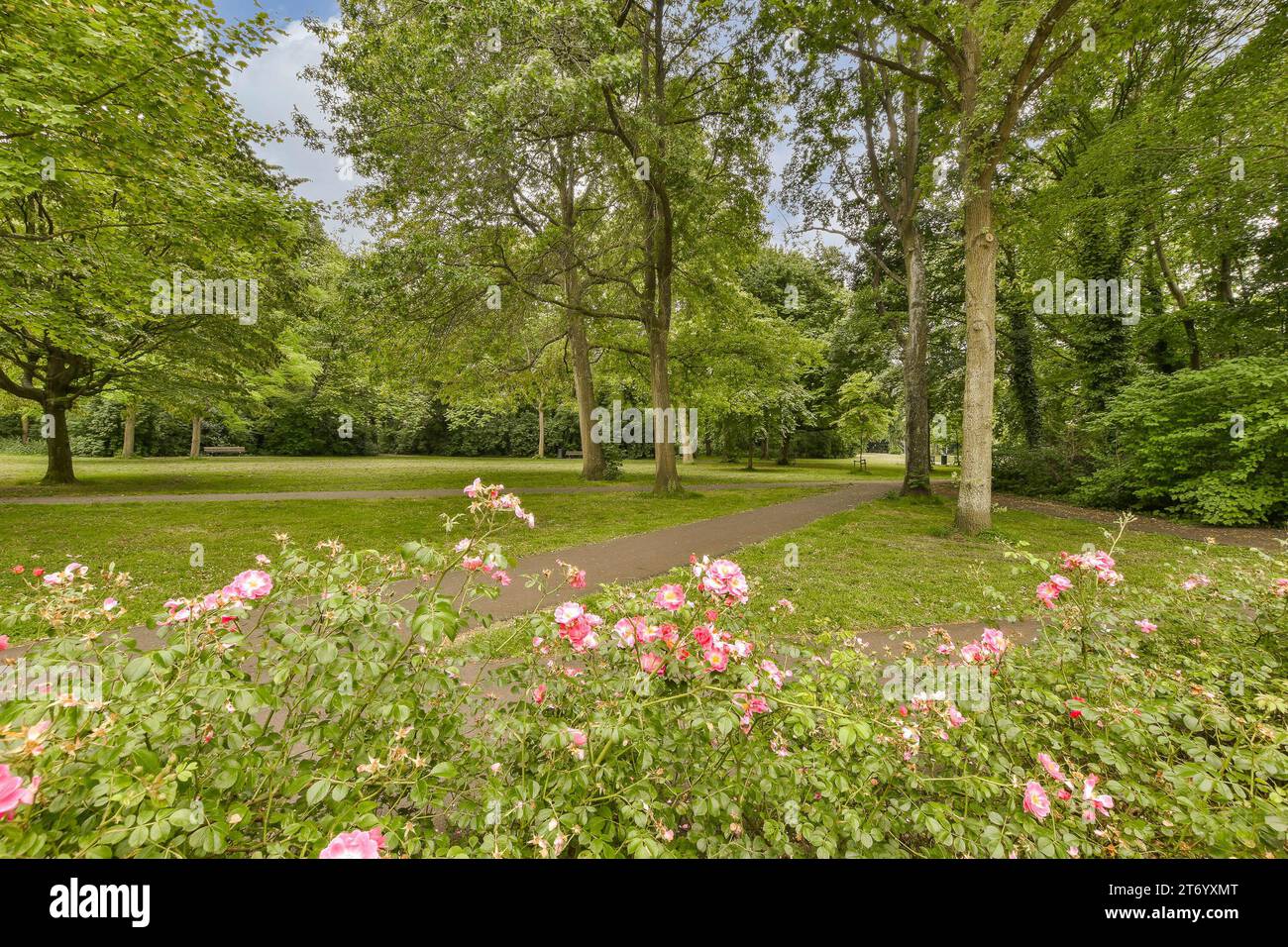 some pink flowers in the middle of a park with trees and green grass on ...