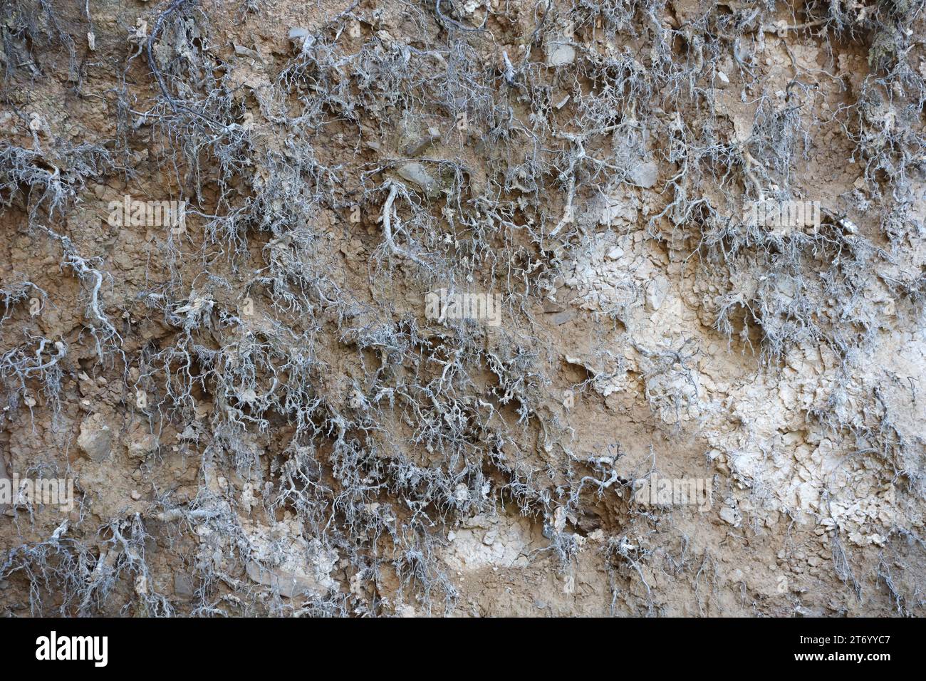 Earth section with different layers of soil, rocks and plant roots ...