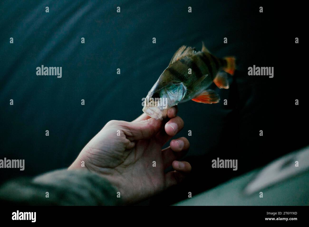 Edible freshwater fish hi-res stock photography and images - Alamy