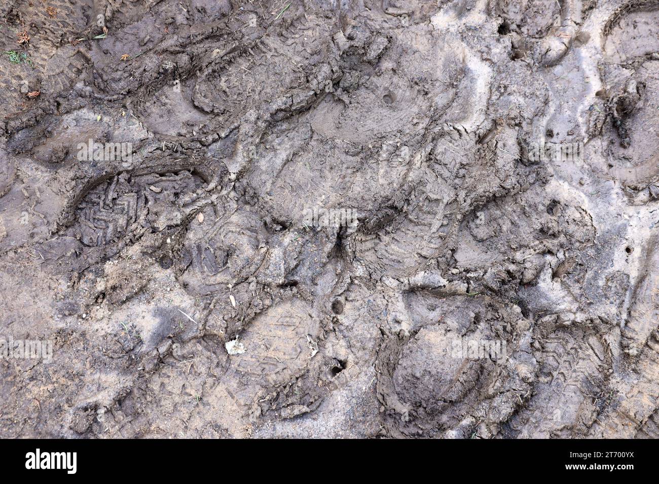 Foot mark on the jungle trail. Shoe prints on wet gravel or mud in ...