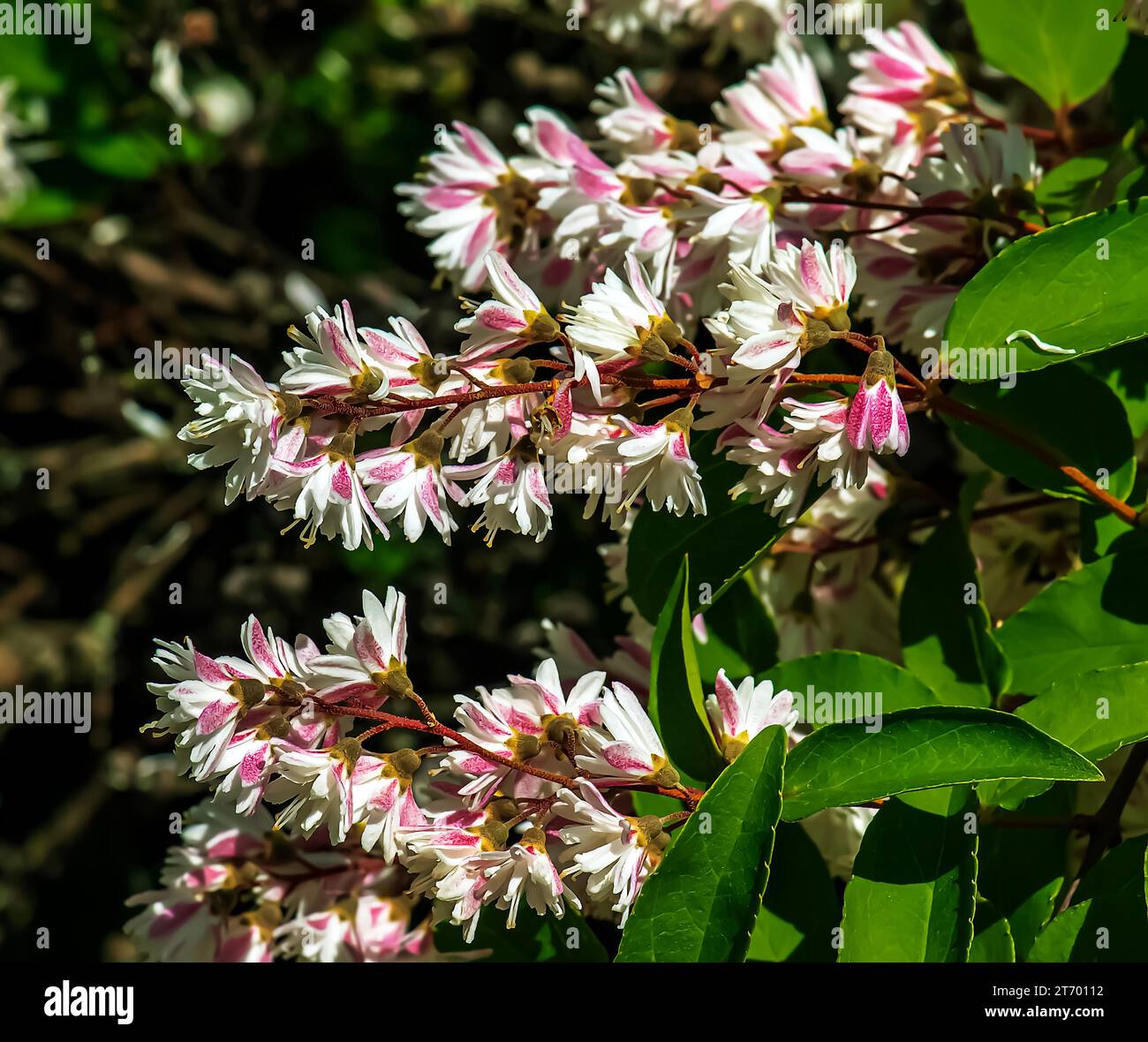 Deutzia crenata flowers Japanese snow flower , Slender deutzia. Fuzzy ...