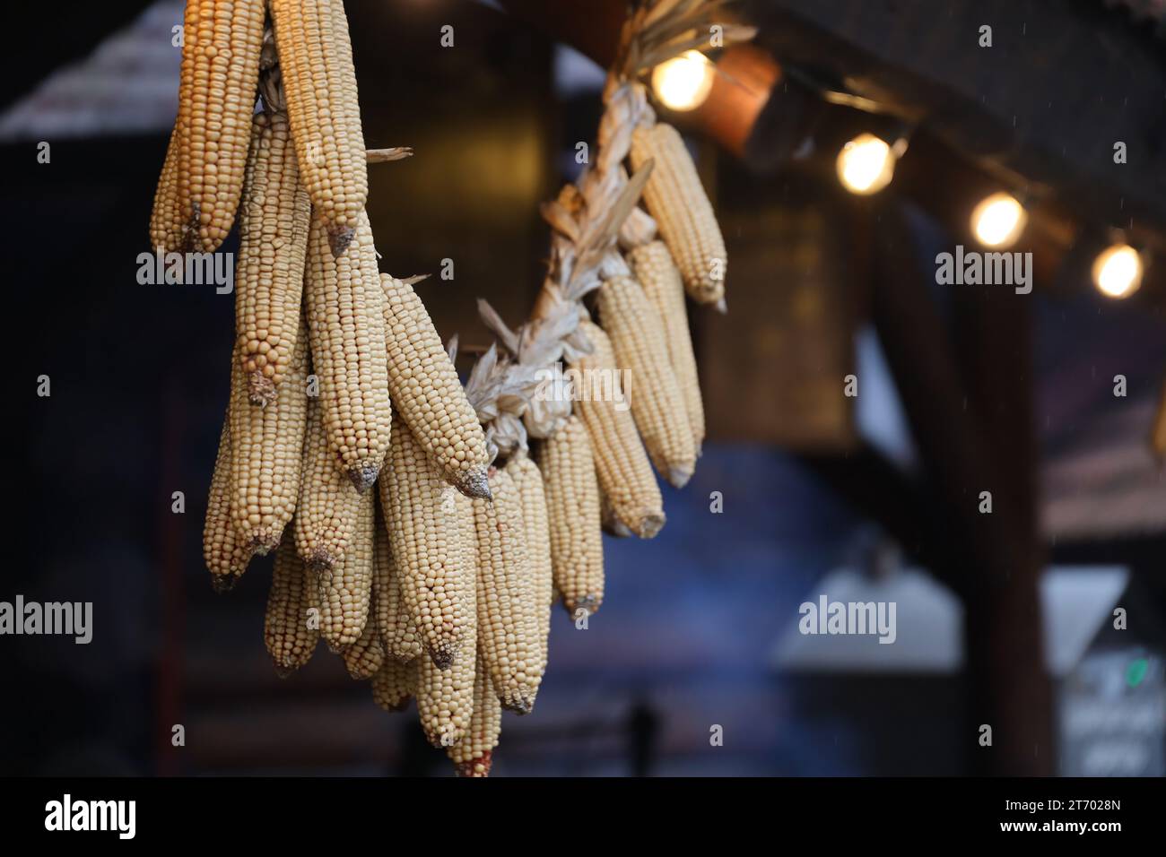 Dried corn cobs. Dried Corns hanging on rustic wall close up Stock ...