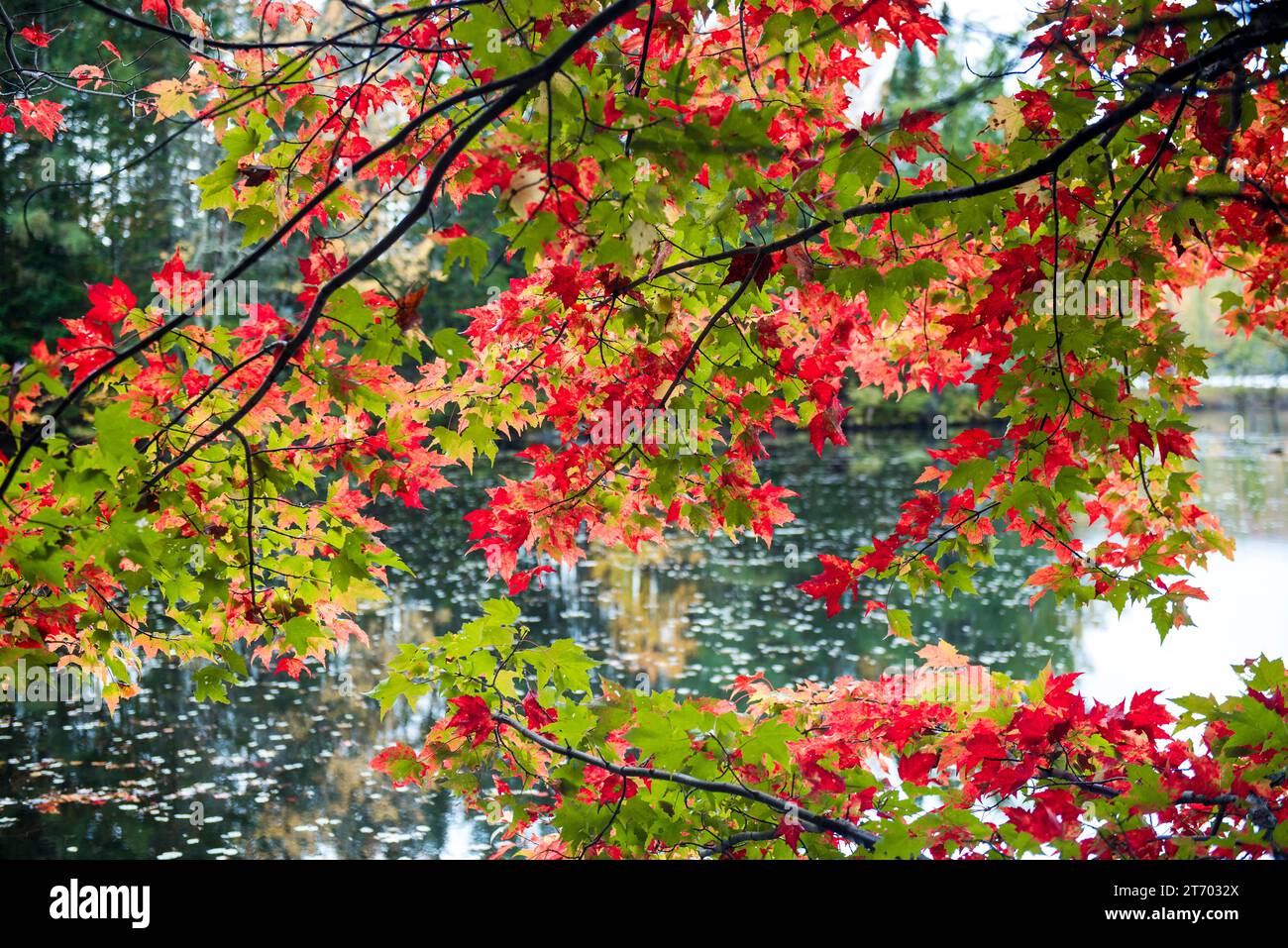 Maple leaves turning from green to red Stock Photo - Alamy