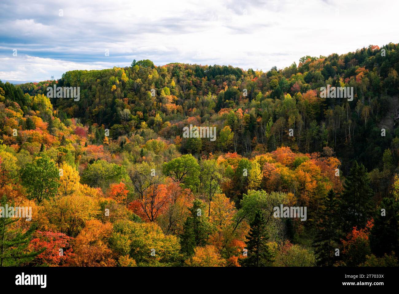 Canadian tree canopy hi-res stock photography and images - Alamy