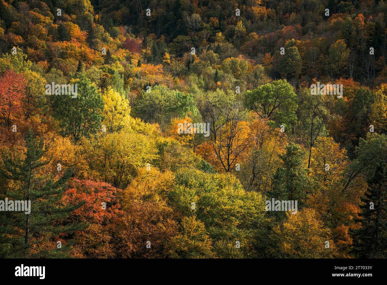 Canopy of a forest in Quebec at fall Stock Photo - Alamy