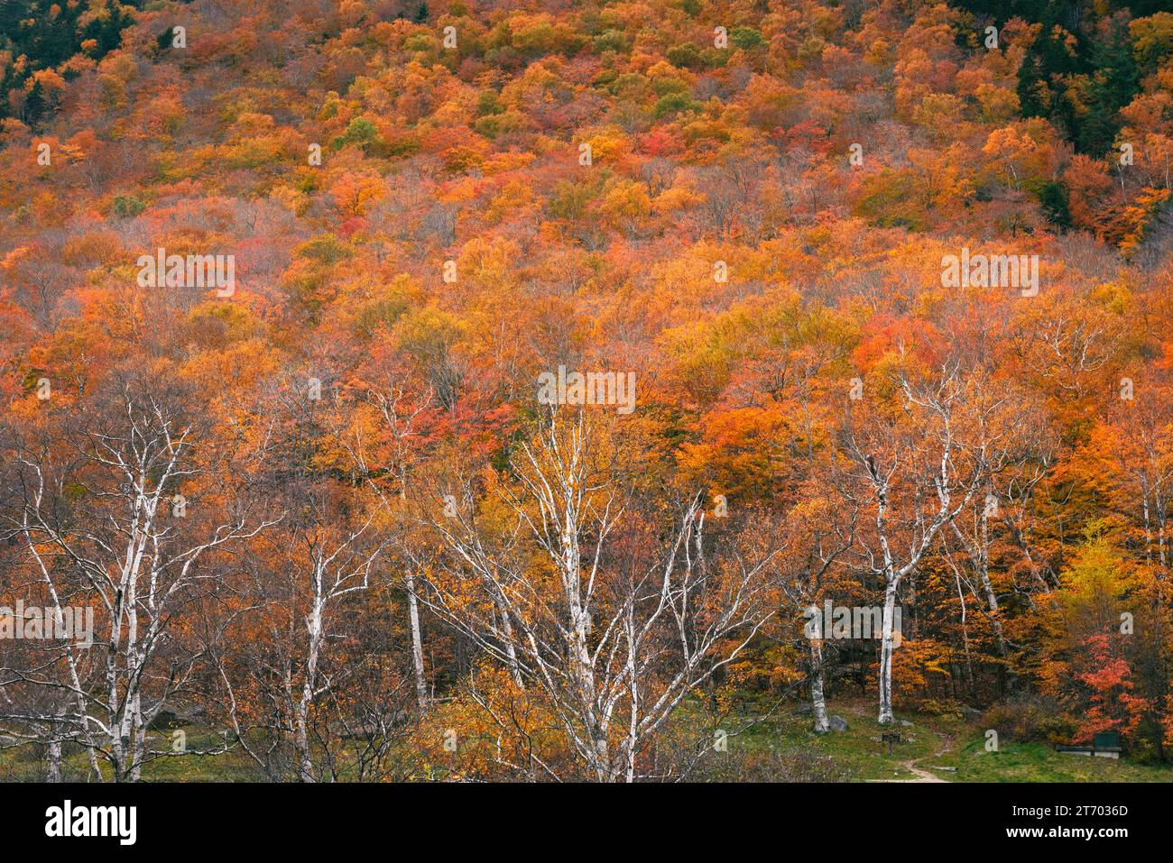 Trees in white hi-res stock photography and images - Alamy