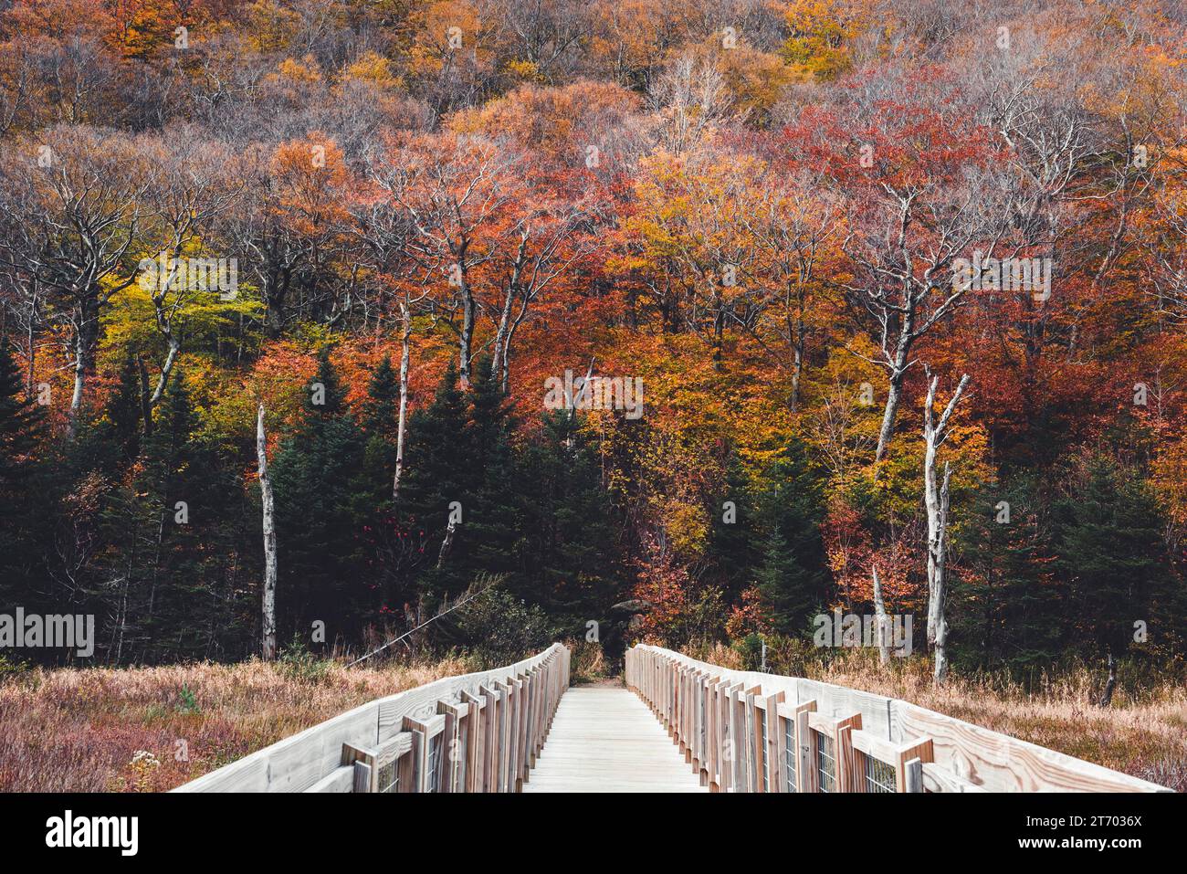 Woods boardwalk autumn leaves hi-res stock photography and images - Alamy