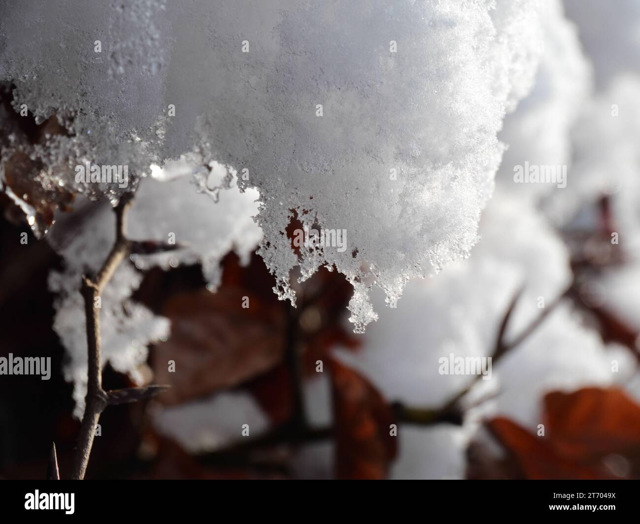 Snow on a hedge hi-res stock photography and images - Alamy