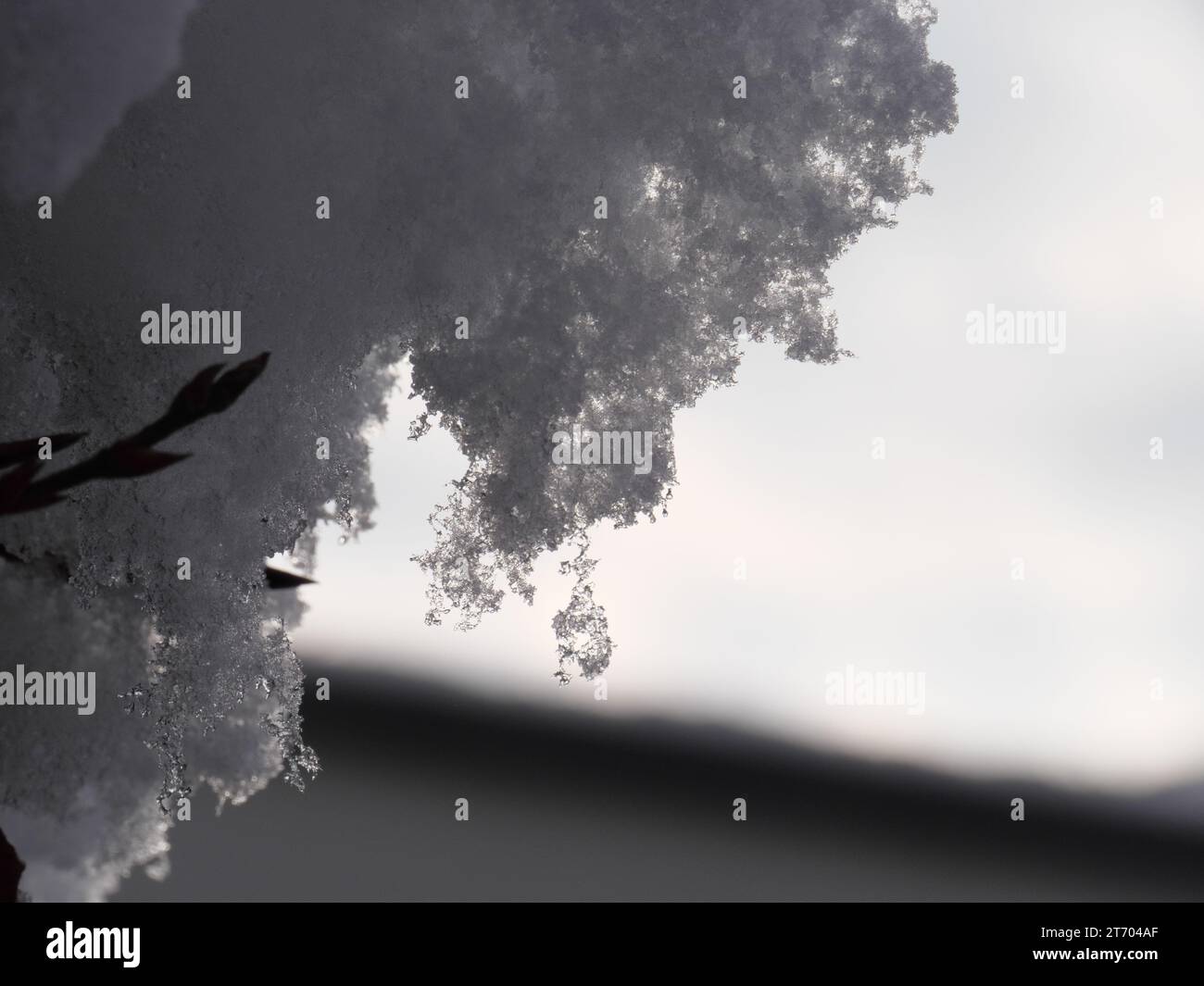 Snow on a hedge hi-res stock photography and images - Alamy