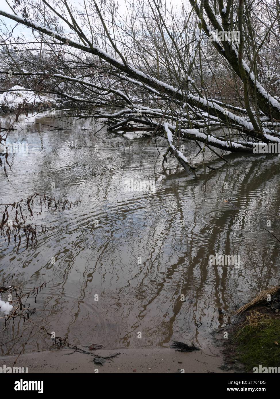 Trees covered with snow lean over a reflecting water surface in winter ...