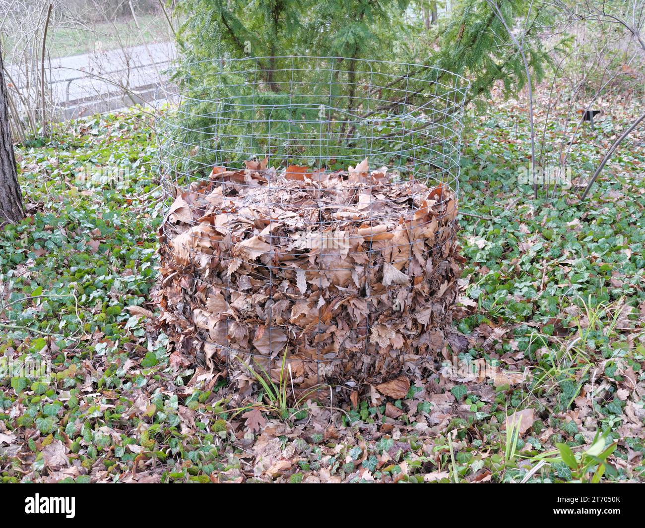 Dry leaves in a wire basket for composting and as a biotope for animals ...