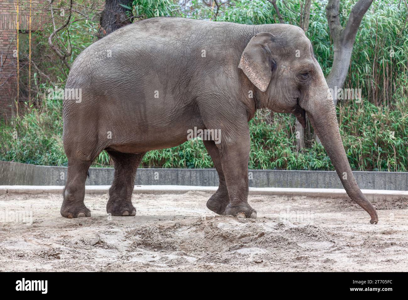 Natural beauty of an Asian elephant in a wildlife reserve Stock Photo ...