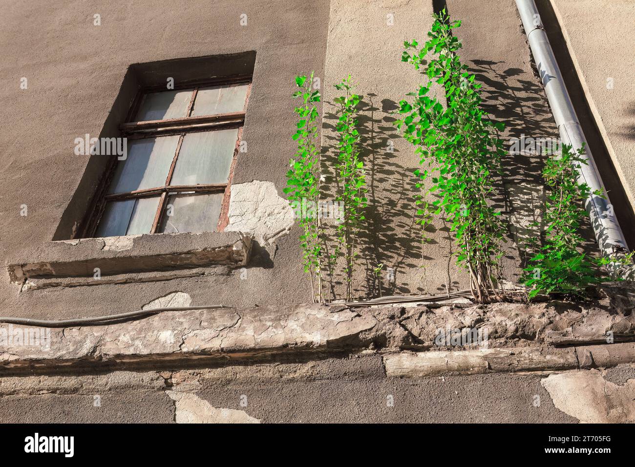 Young green tree growing on the wall of an old house . Nature and urban ...