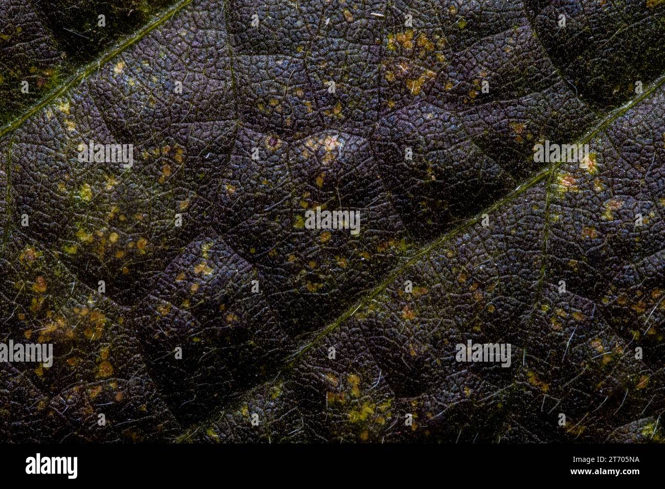 Dark purplish organic background with yellow spotches from a senescing ...