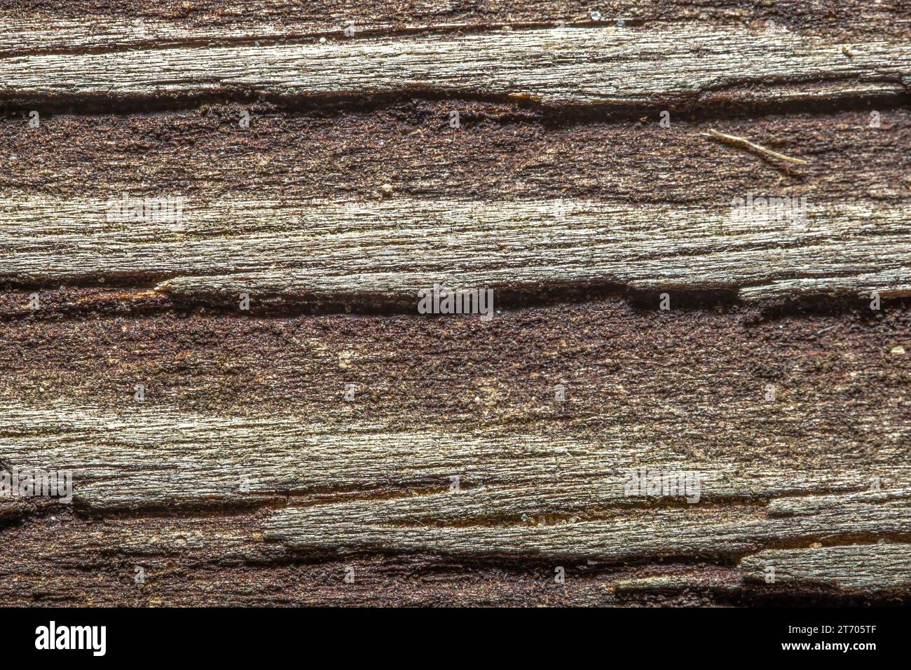 Dark wood background with worn weathered texture. Strong horizontal ...