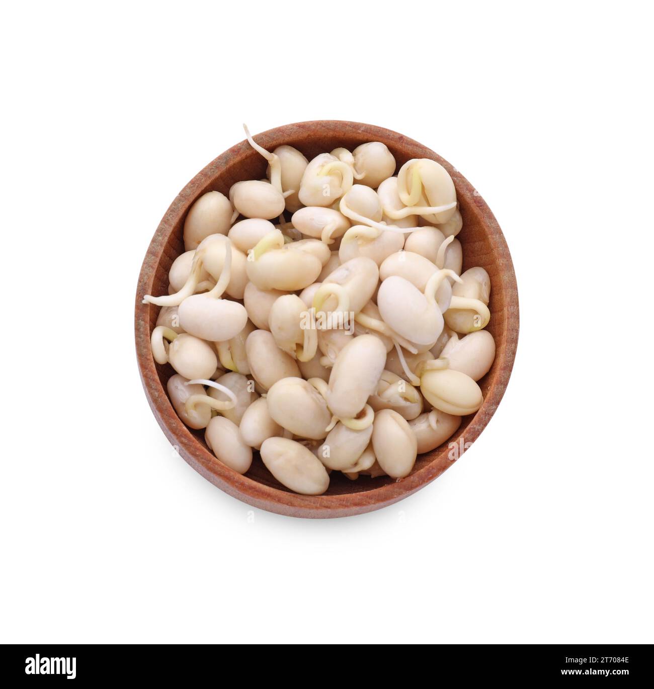 Germination of beans Cut Out Stock Images & Pictures - Alamy