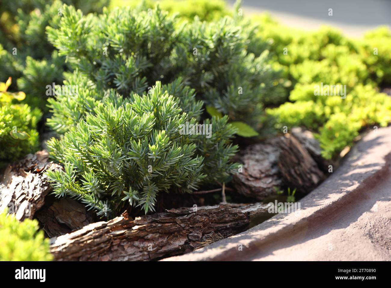 Beautiful juniper plants growing outdoors, space for text. Gardening ...