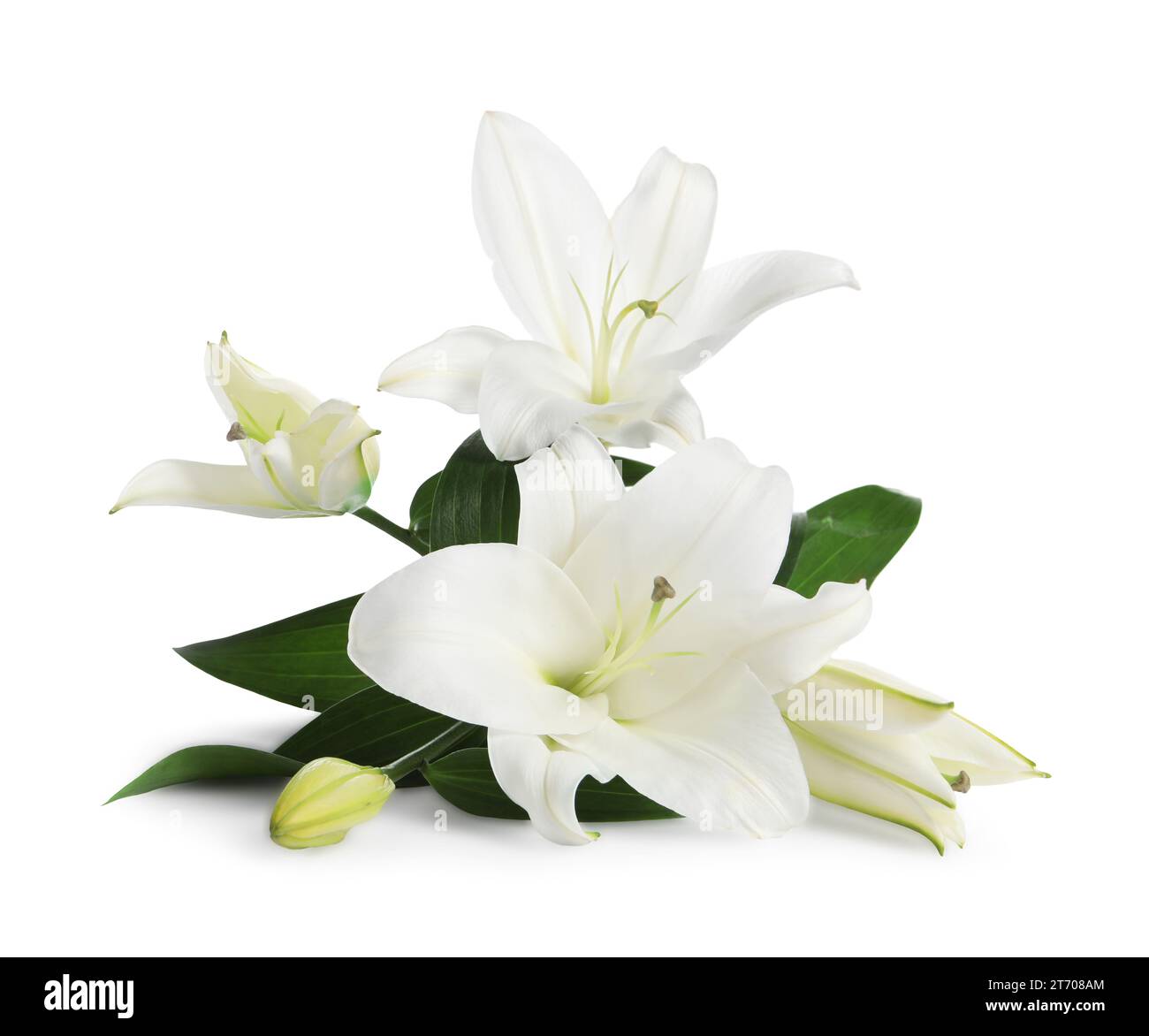 Beautiful fresh lily flowers isolated on white Stock Photo - Alamy