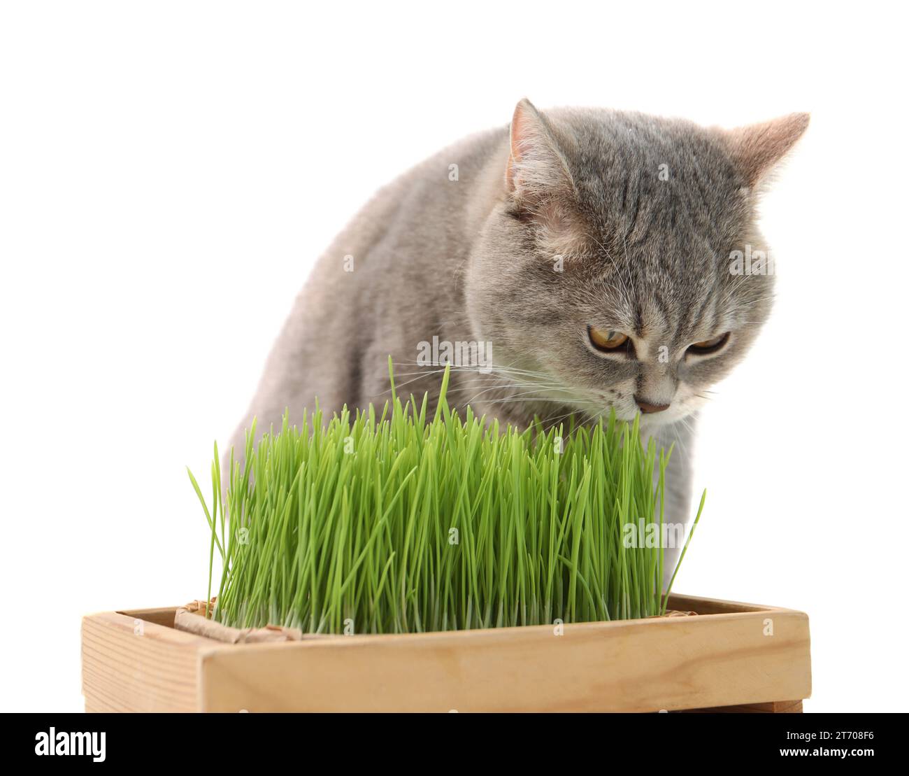 Cute cat near potted green grass isolated on white Stock Photo - Alamy