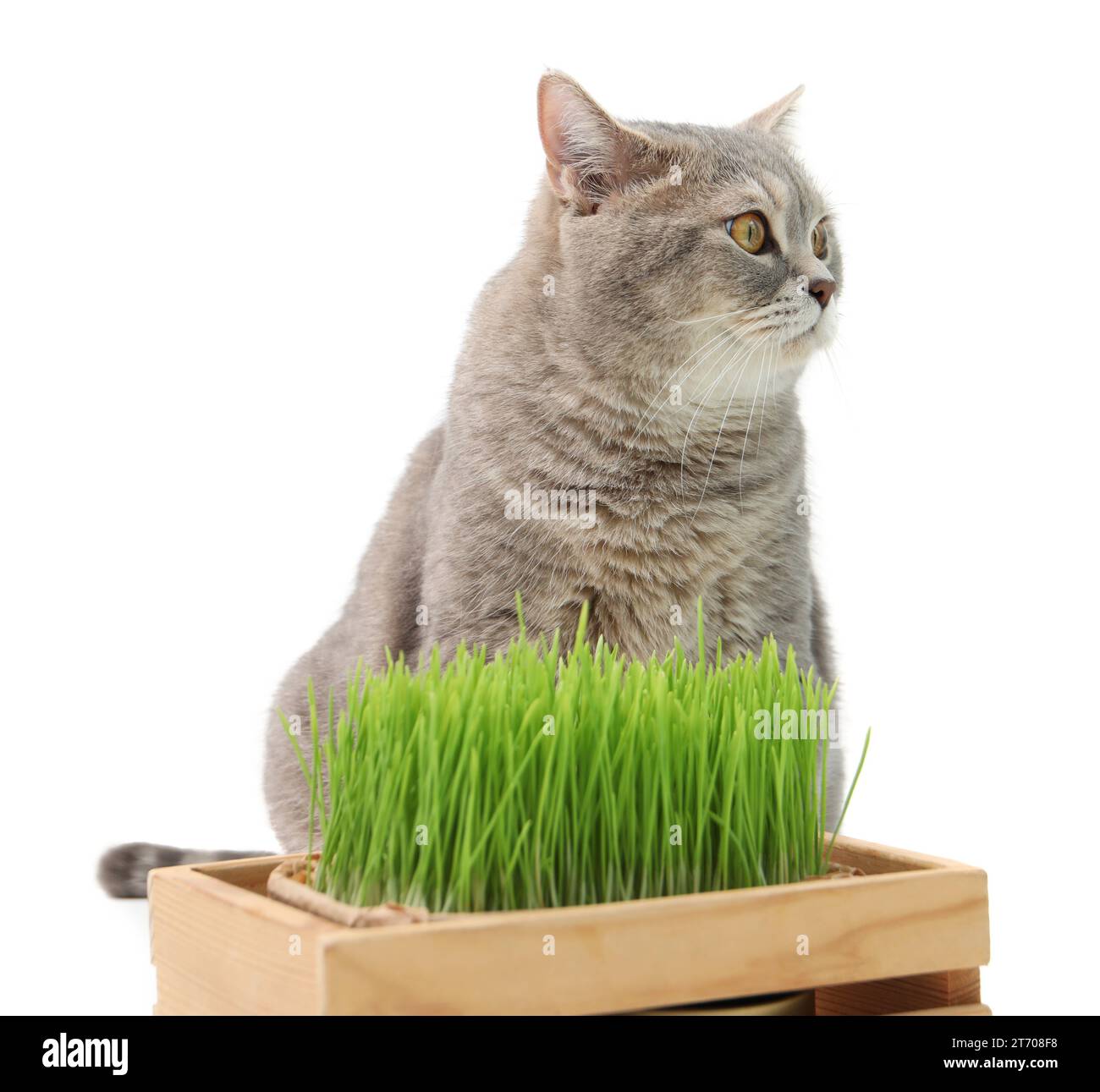 Cute cat and potted green grass isolated on white Stock Photo - Alamy