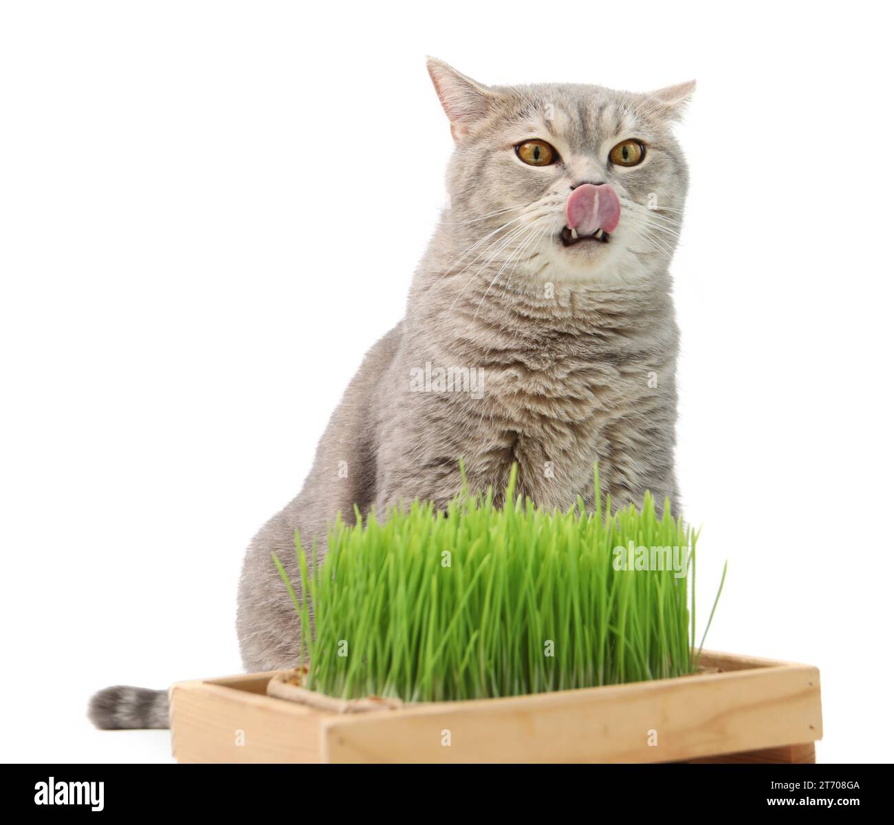 Cute cat and potted green grass isolated on white Stock Photo - Alamy