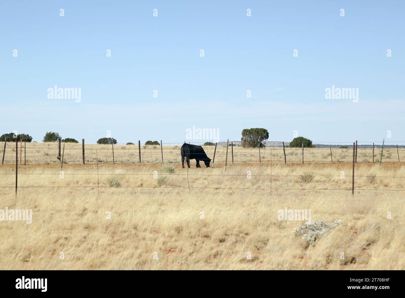 Cattle grazing arizona hi-res stock photography and images - Alamy