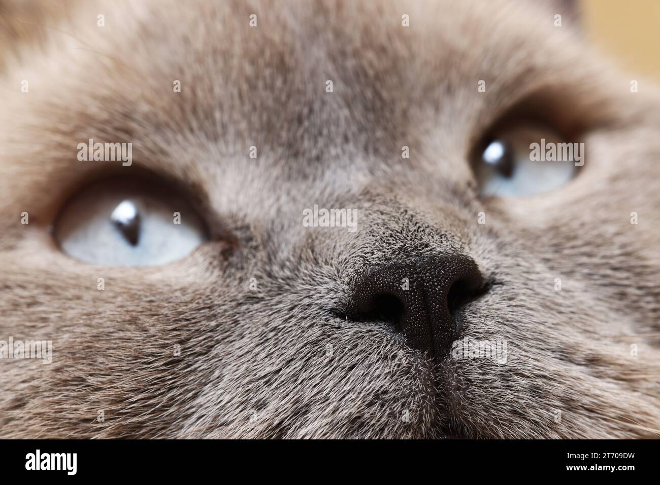 Macro photo of cat with beautiful eyes. Cute pet Stock Photo - Alamy