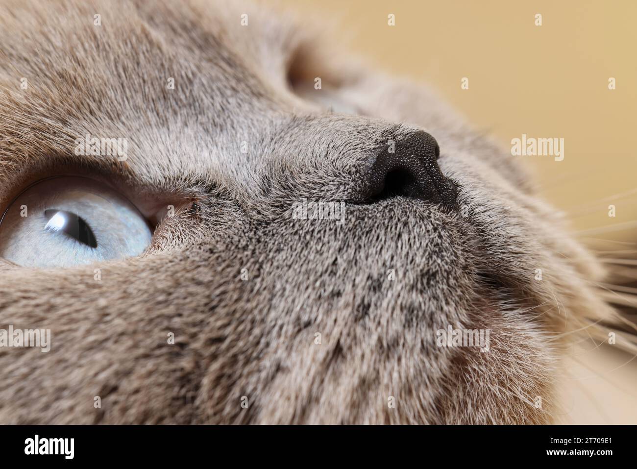 Macro photo of cat with beautiful eyes. Cute pet Stock Photo - Alamy