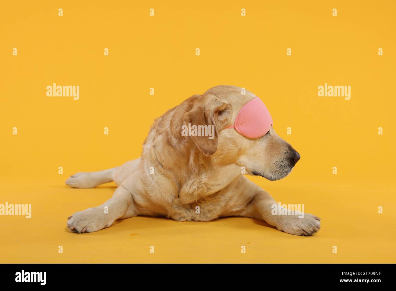 Cute Labrador Retriever with sleep mask resting on yellow background ...