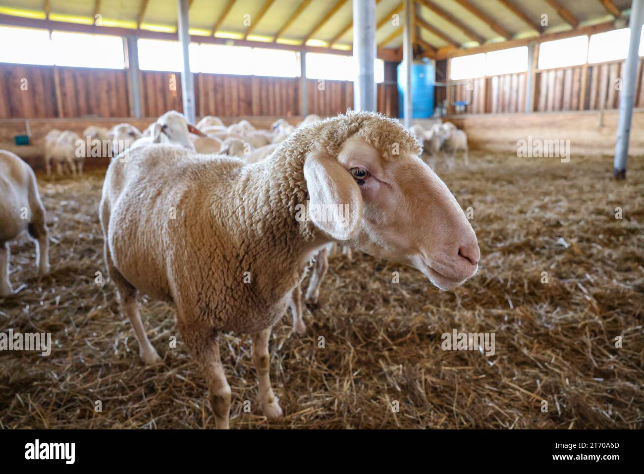 Many sheep in barn on farm. Cute animals Stock Photo - Alamy