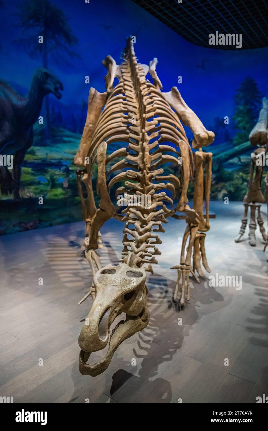 Dinosaur skeleton in dramatic light in the museum of the Natural ...