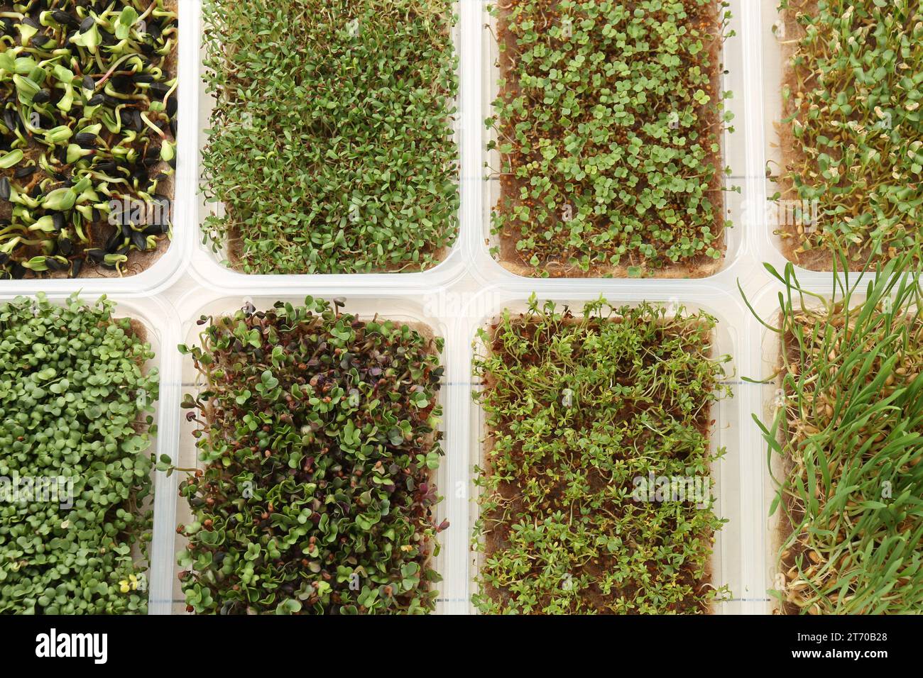 Seeds in containers hi-res stock photography and images - Alamy