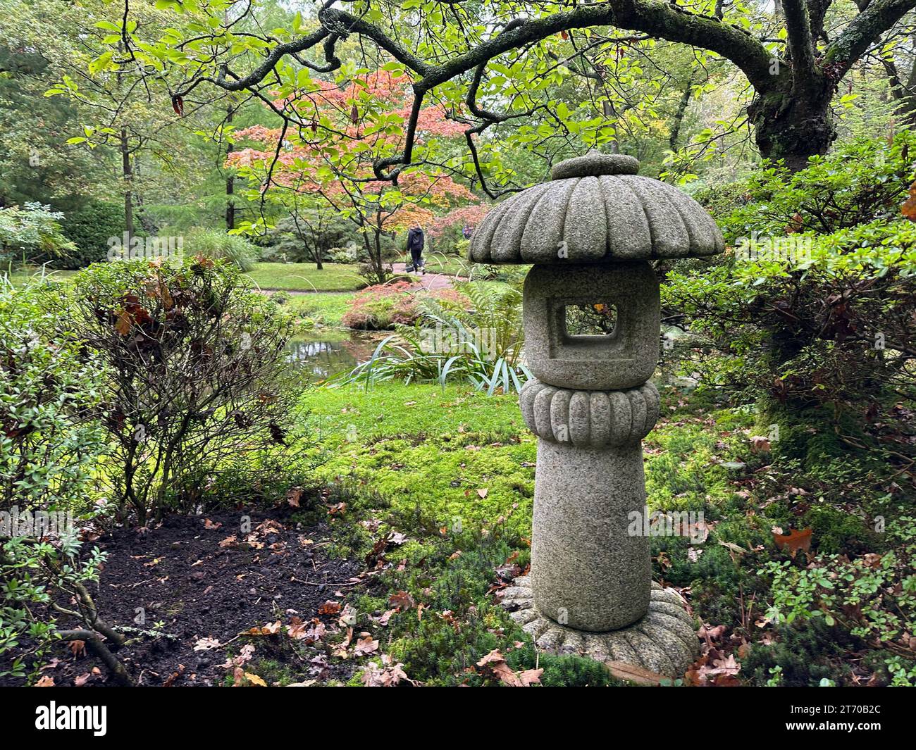 Stone lantern, bright moss and different plants in Japanese garden ...
