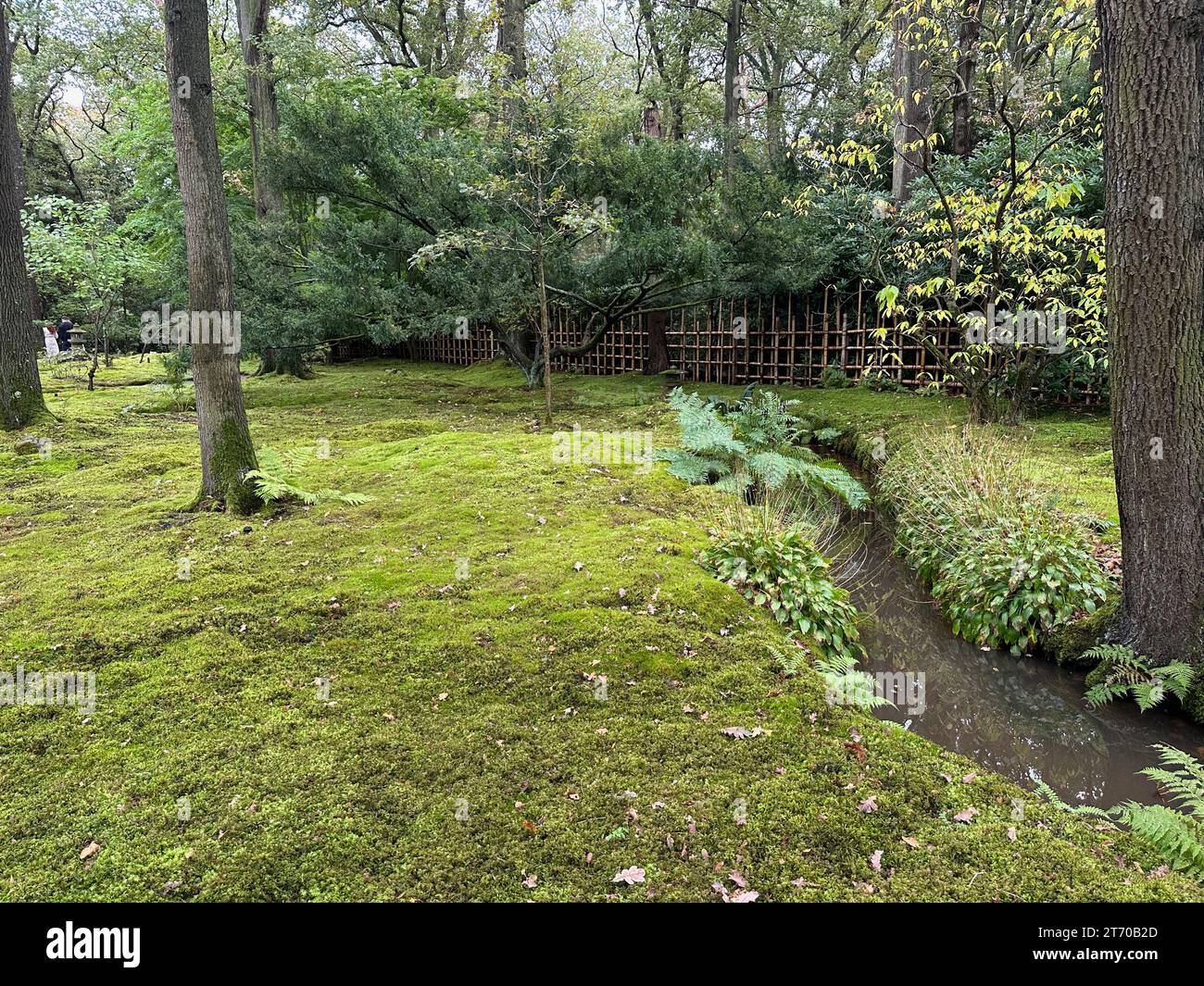 Bright moss, different plants and little ditch in Japanese garden Stock ...