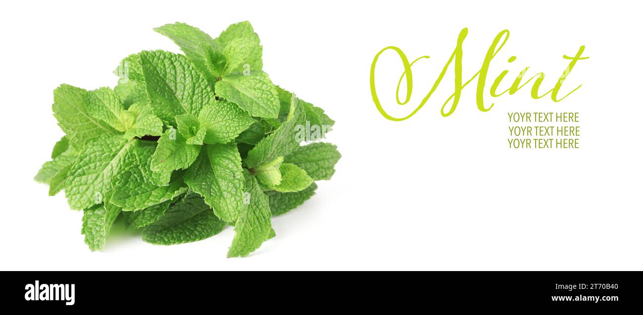 Fresh mint leaves on white background, space for your text. Banner ...