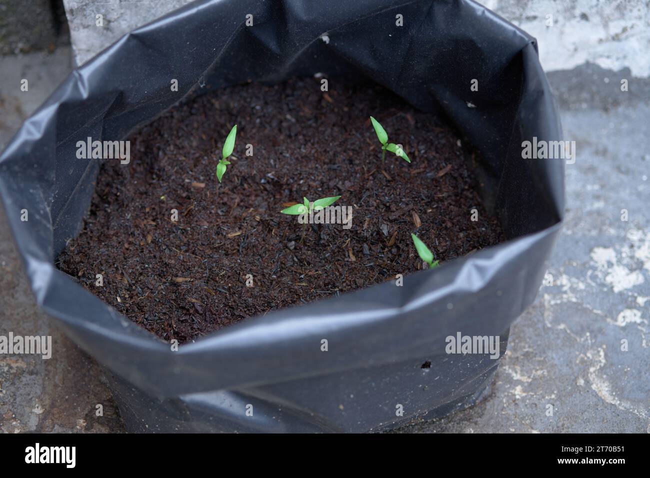 Young chilli plant growing hi-res stock photography and images - Alamy