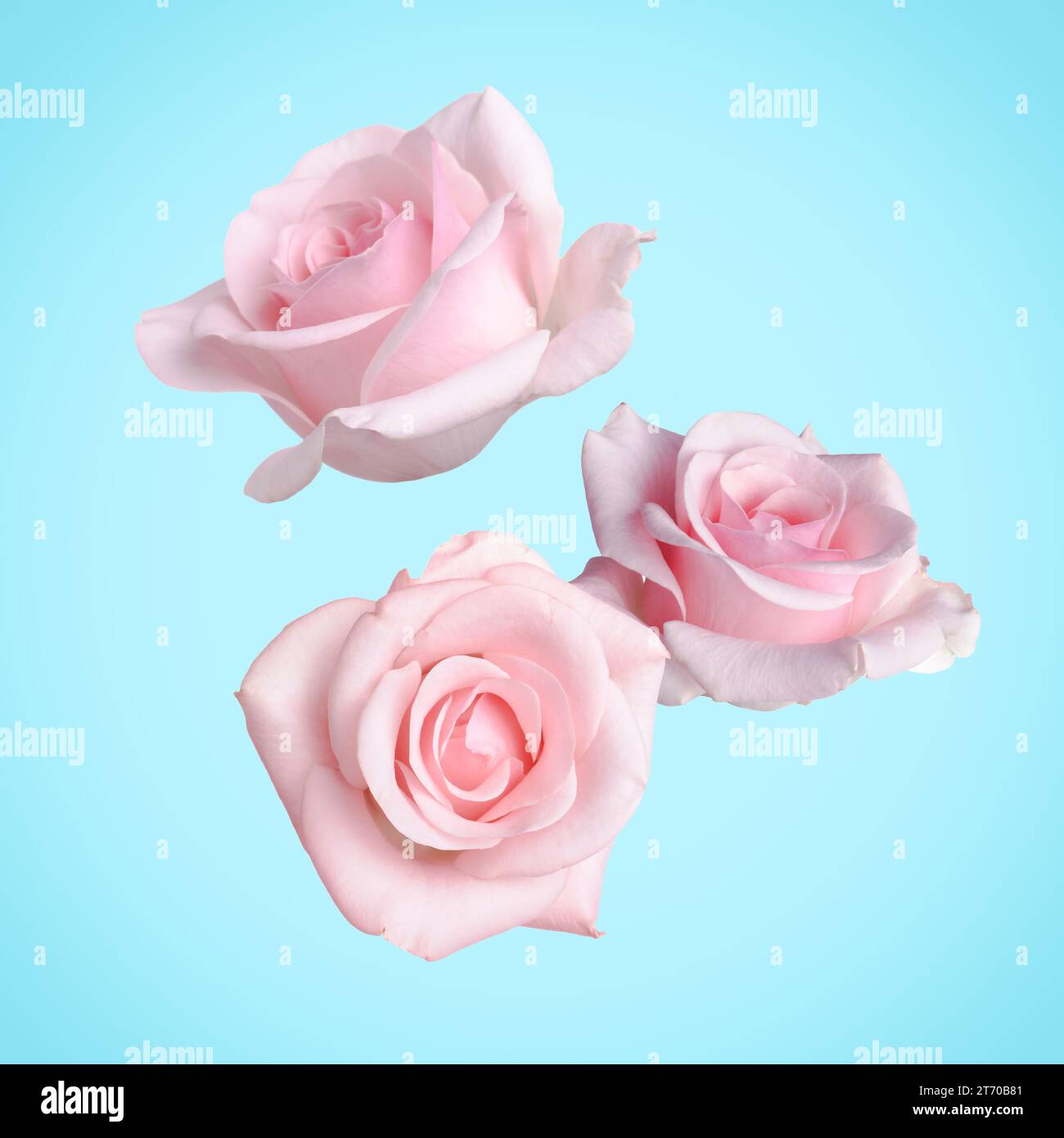 Beautiful pink roses falling on light blue background Stock Photo - Alamy