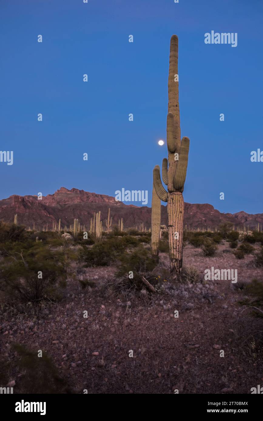 A full moon rises alongside a Saguaro cactus in Organ Pipe Cactus ...
