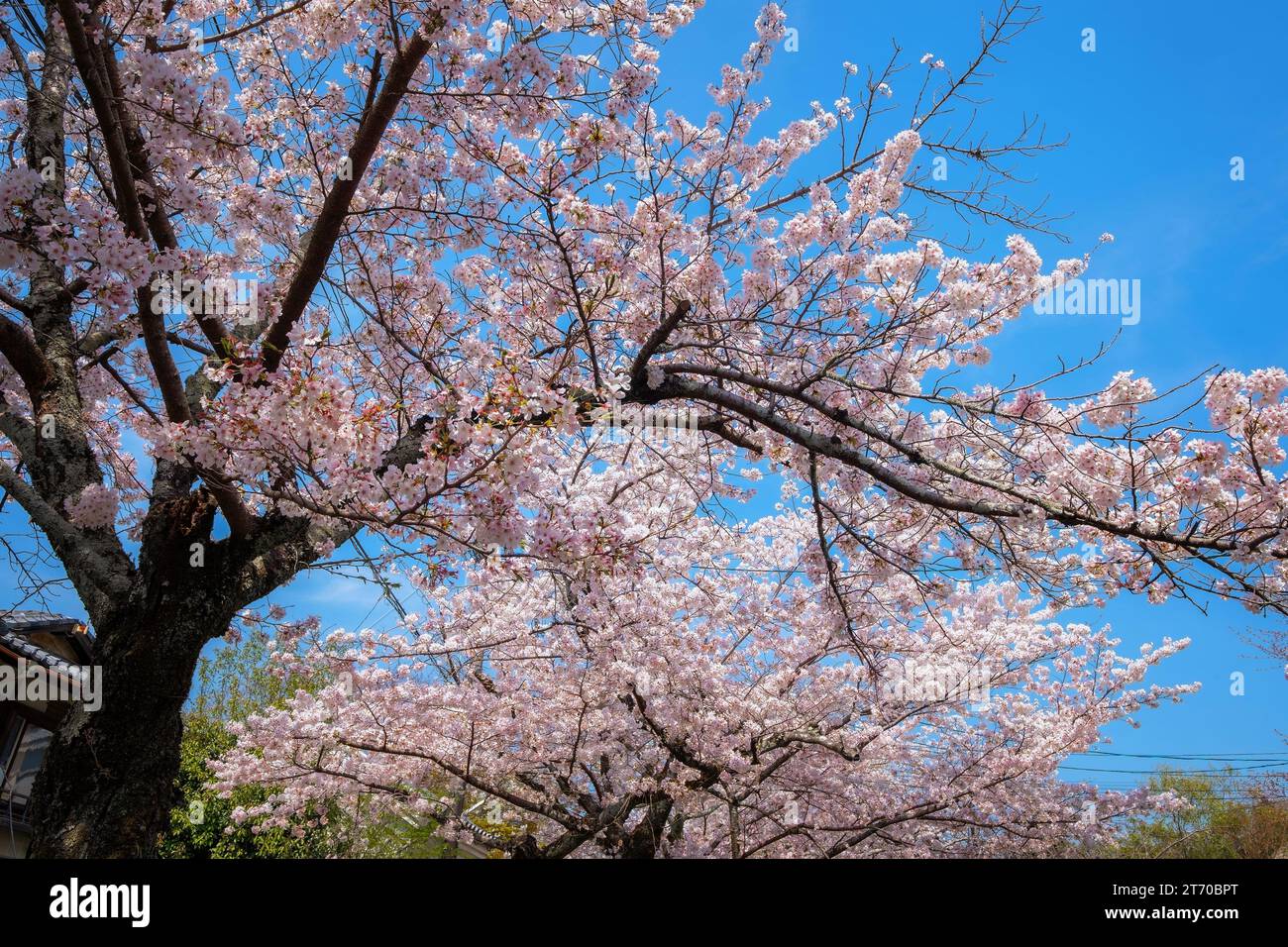Kyoto, Japan - March 30 2023: The Philosopher's Path is a stone path ...