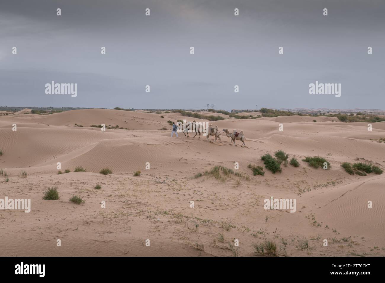 Caravan of camels. Kubuqi desert, Xiangshawan Resort, Inner Mongolia ...