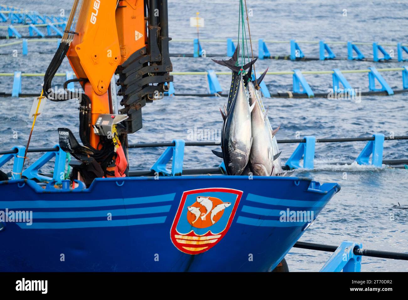 (231113) -- XEMXIJA, Nov. 13, 2023 (Xinhua) -- This photo taken on Nov ...