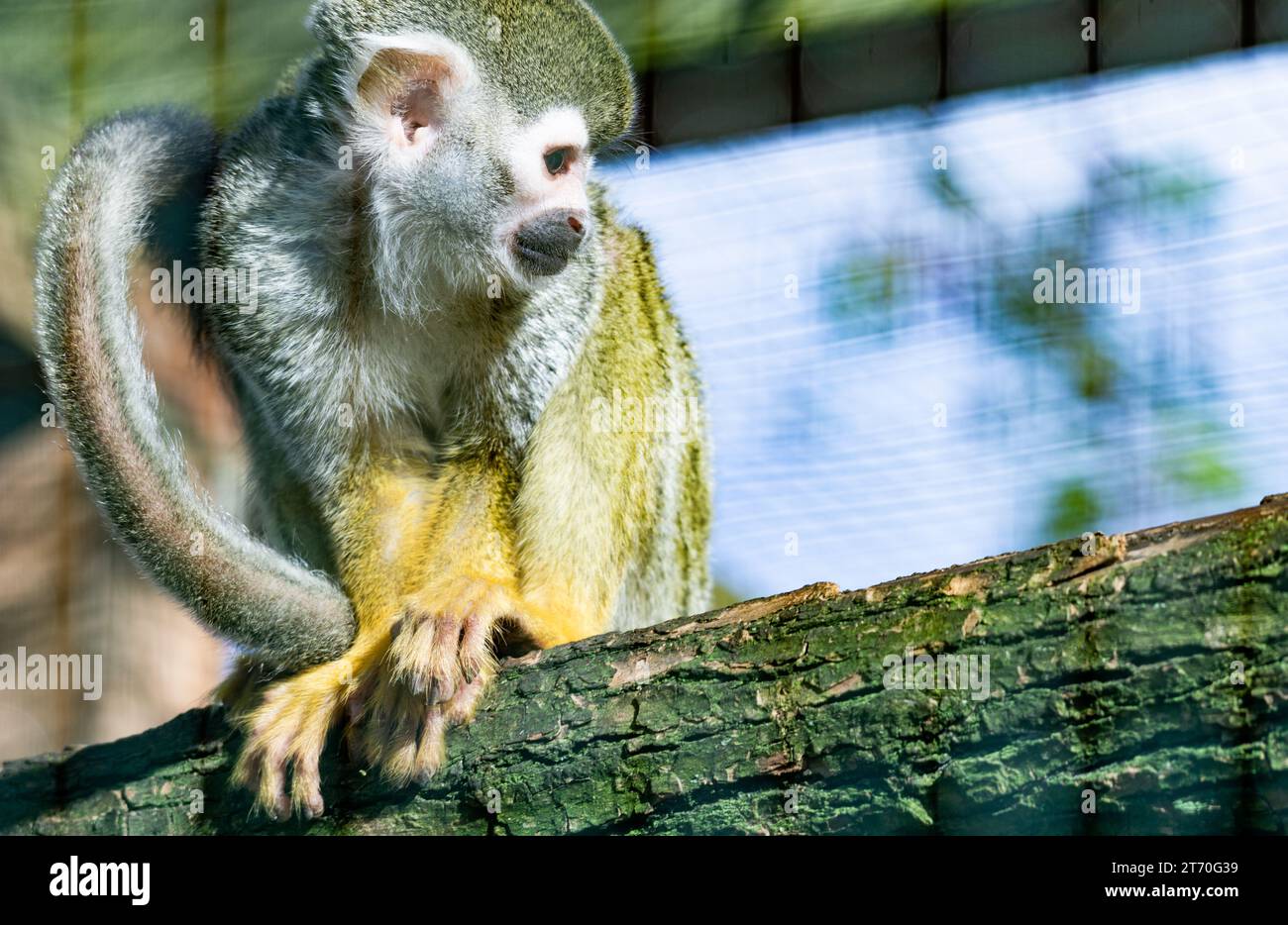 Guianan squirrel monkey (Saimiri sciureus) sitting on a branch copy ...