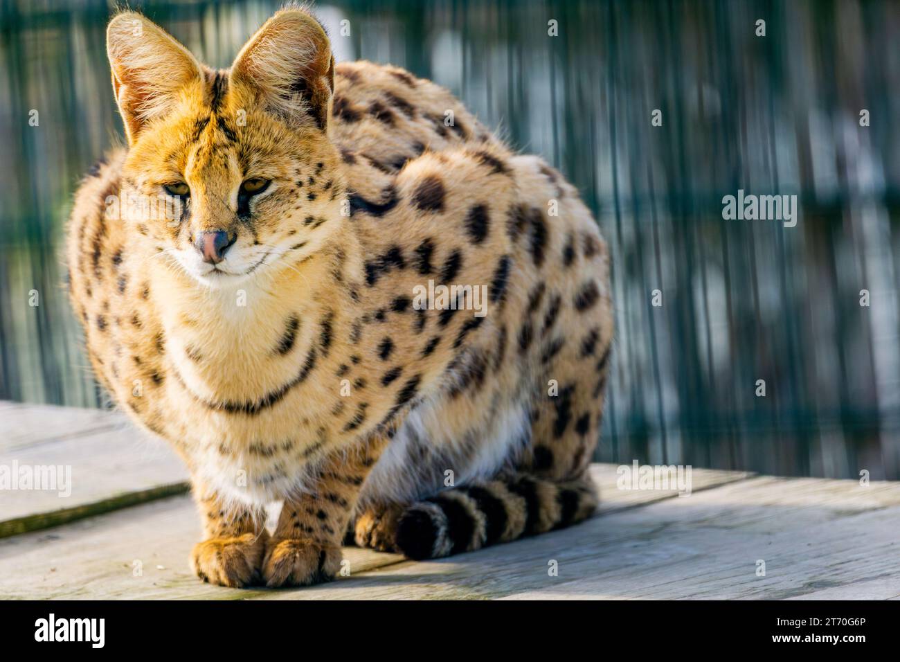 Ocelot portrait in wildlife conservation park background copy space ...