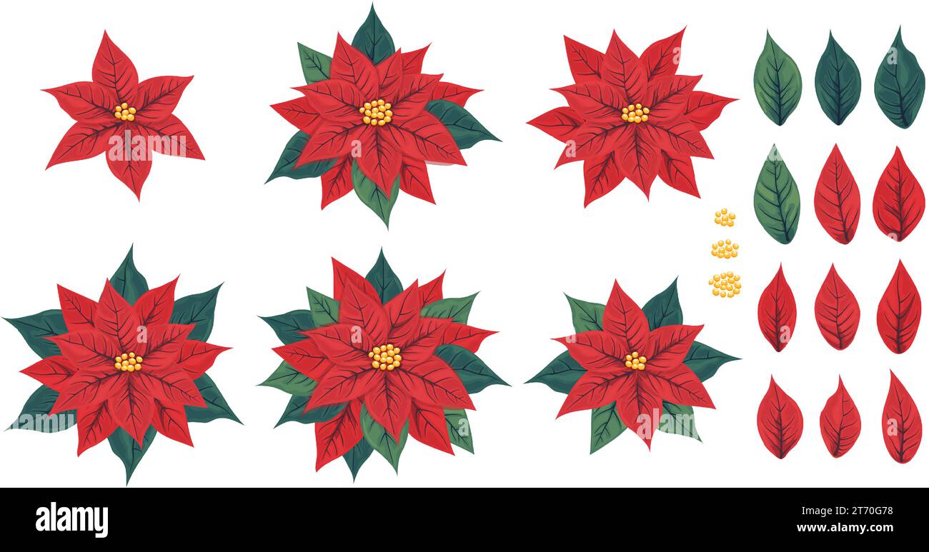 Set of poinsettia flower and its petals and leaves. Mexican poinsettia ...