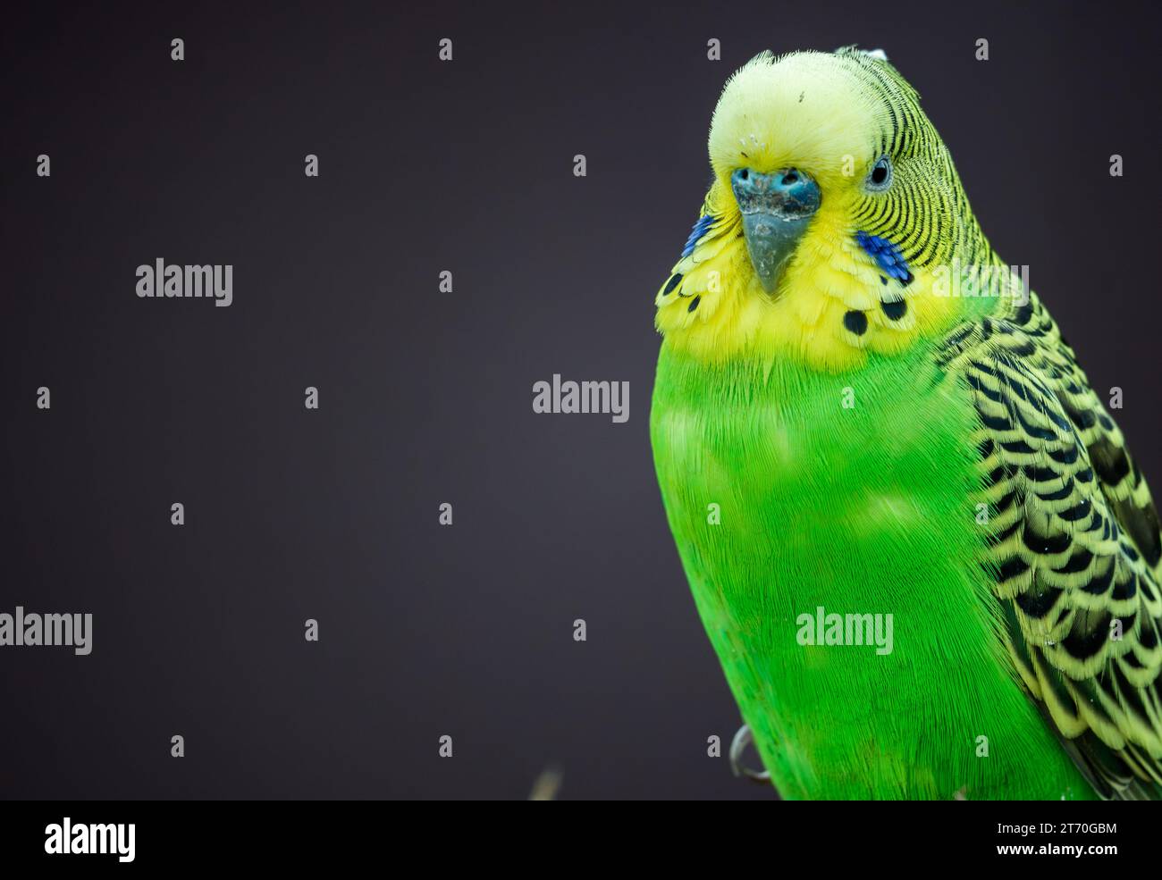 Close up budgerigar melopsittacus hi-res stock photography and images ...