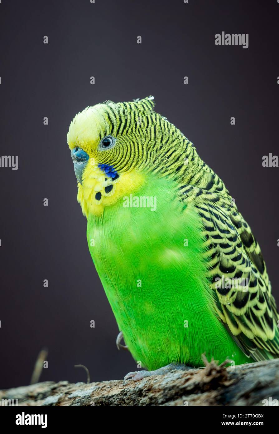close-up of budgerigar (Melopsittacus undulatus) isolated Stock Photo ...