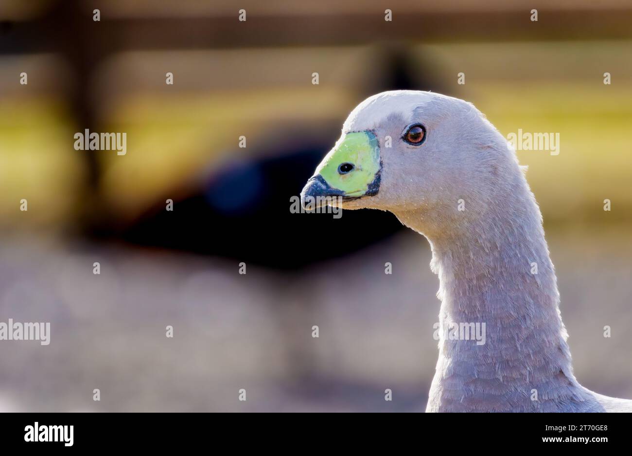 Cape Barren goose (Cereopsis novaehollandiae) head shot portrait ...
