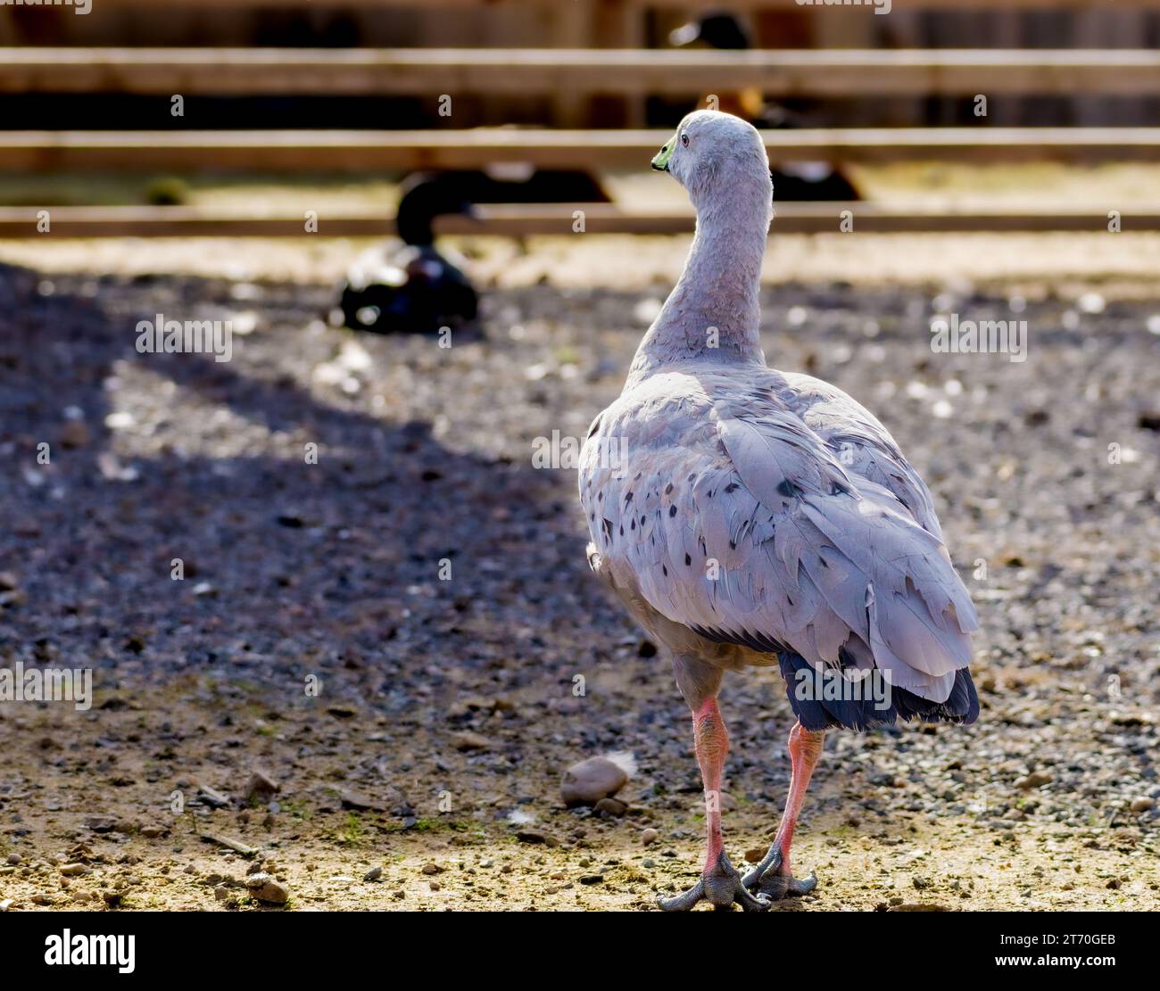 Cape Barren goose (Cereopsis novaehollandiae) from behind full body ...
