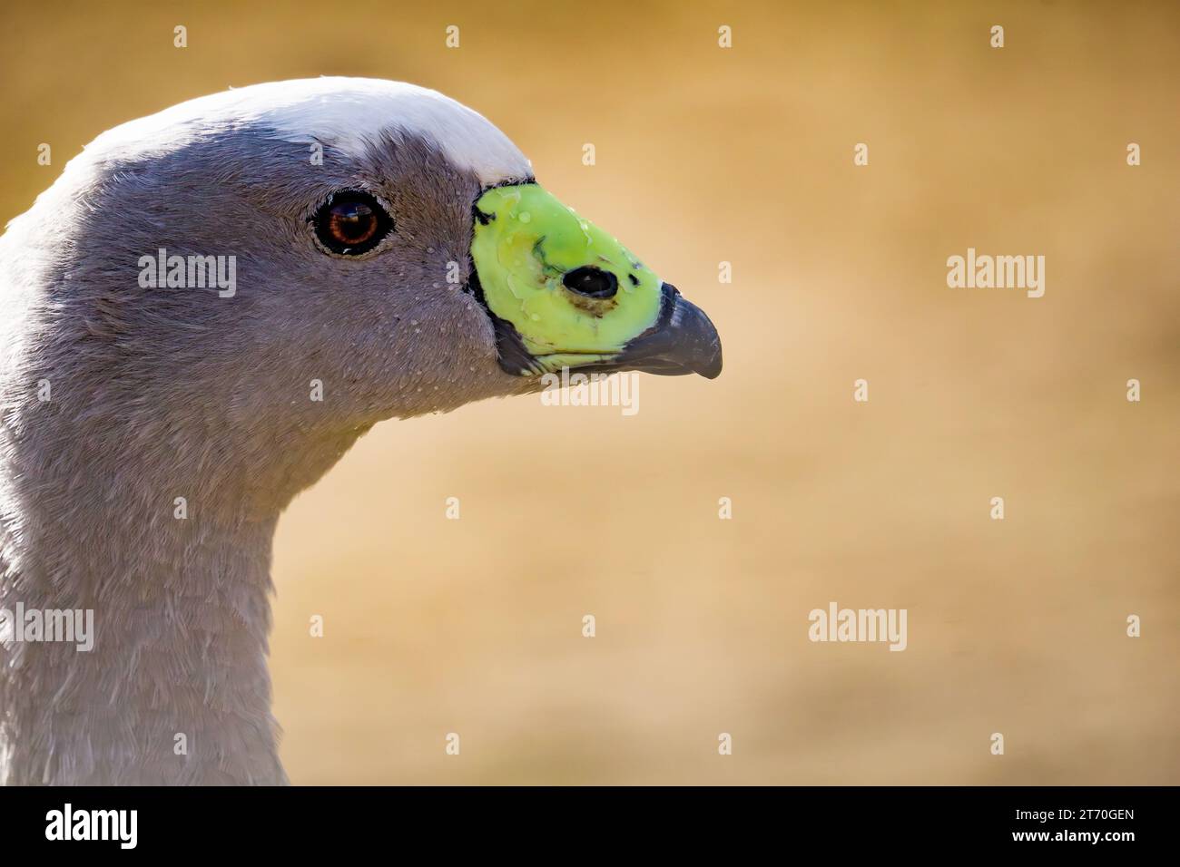 Cape Barren goose (Cereopsis novaehollandiae) head shot portrait ...