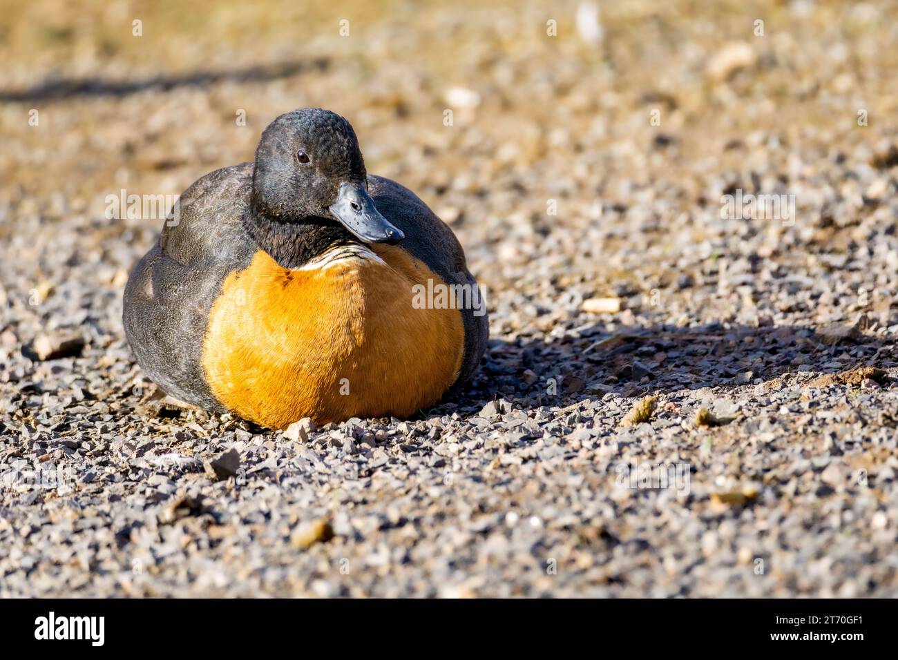 Male Australian shelduck (Tadorna tadornoides) close up looking at ...